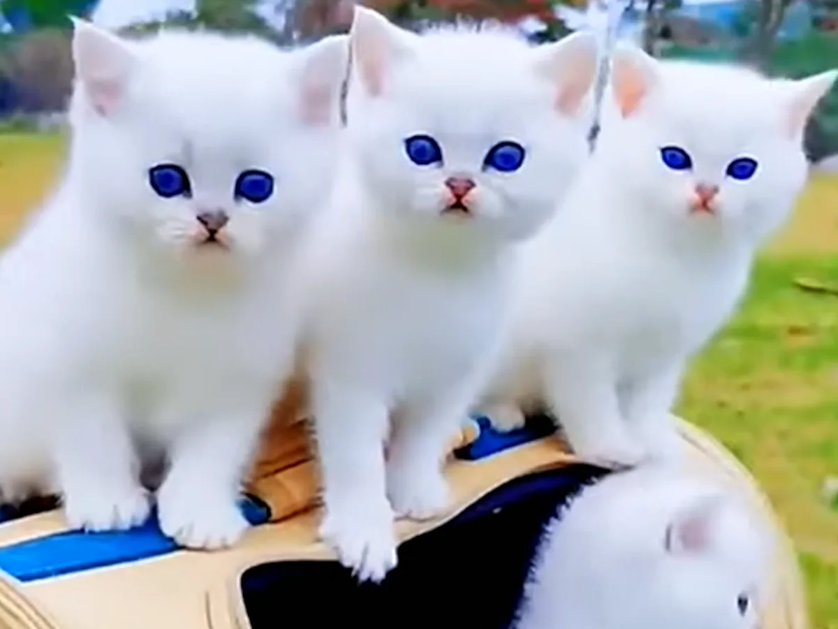 Schattige Witte Kat